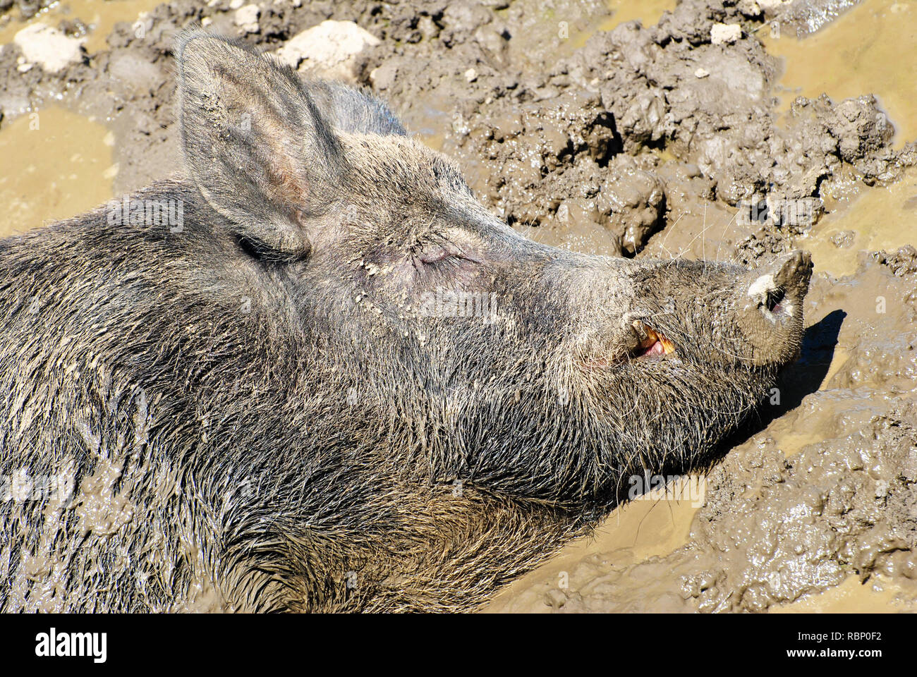 Pig pens on farm hi-res stock photography and images - Alamy