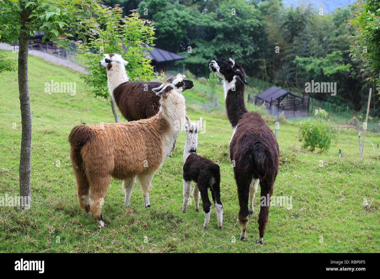 Alpaca family hi-res stock photography and images - Alamy