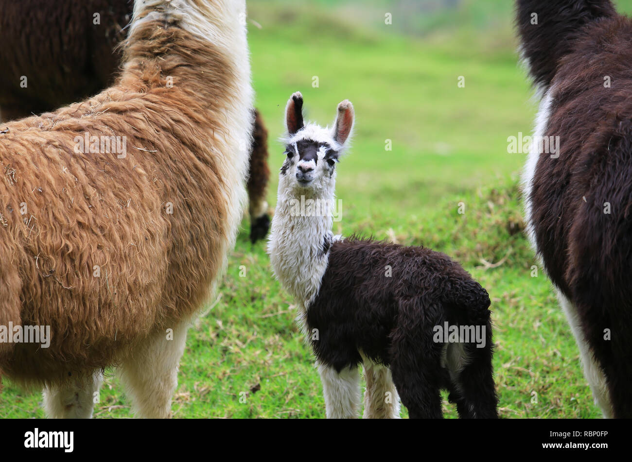 Alpaca family hi-res stock photography and images - Alamy