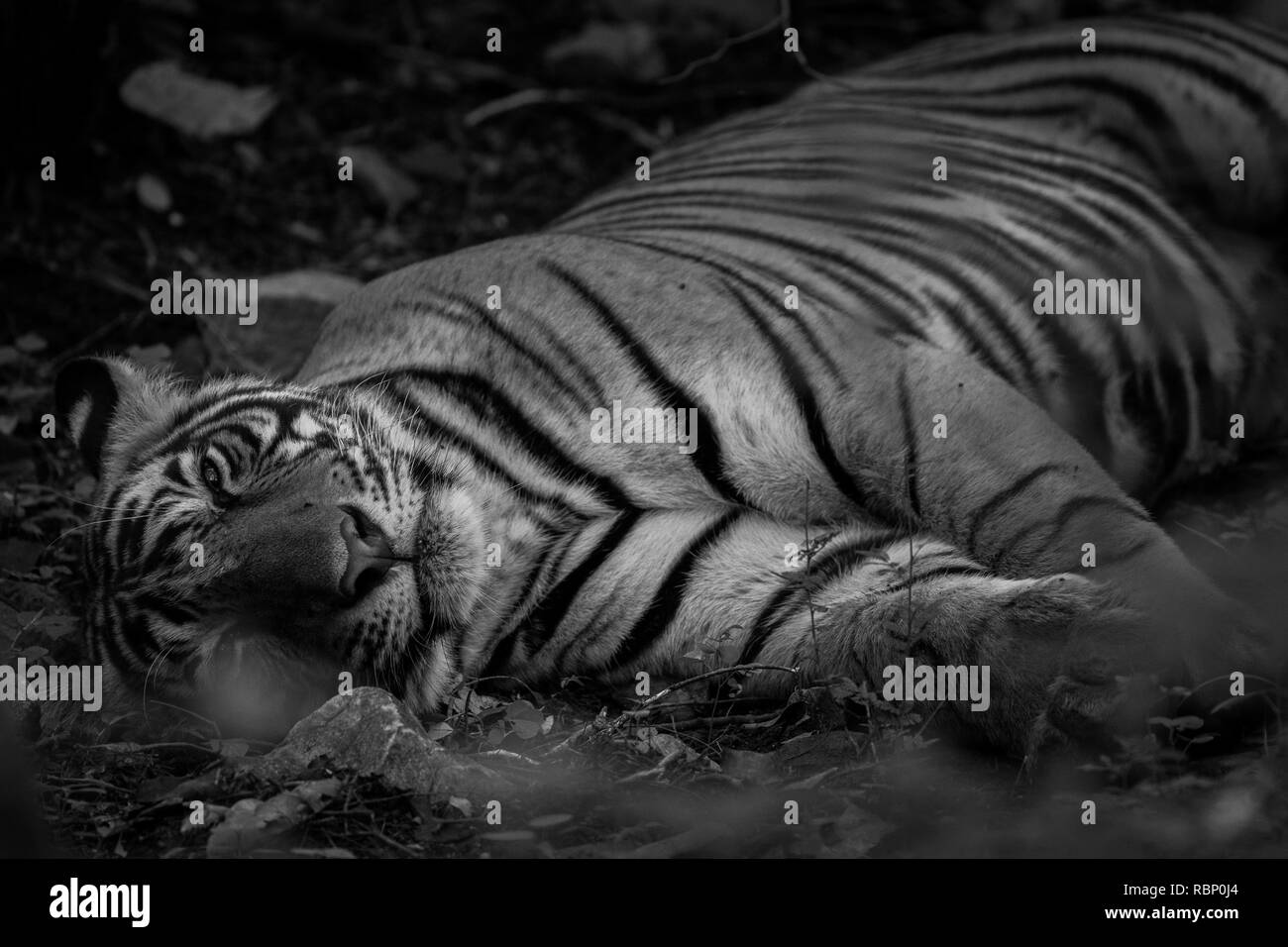 A black and white portrait.Tiger resting in nature habitat in winter ...