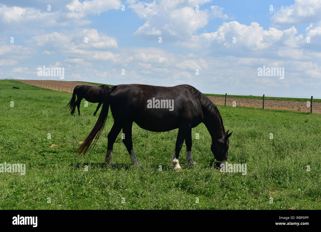 Farm with a pair of grazing horses in a grass field Stock Photo - Alamy