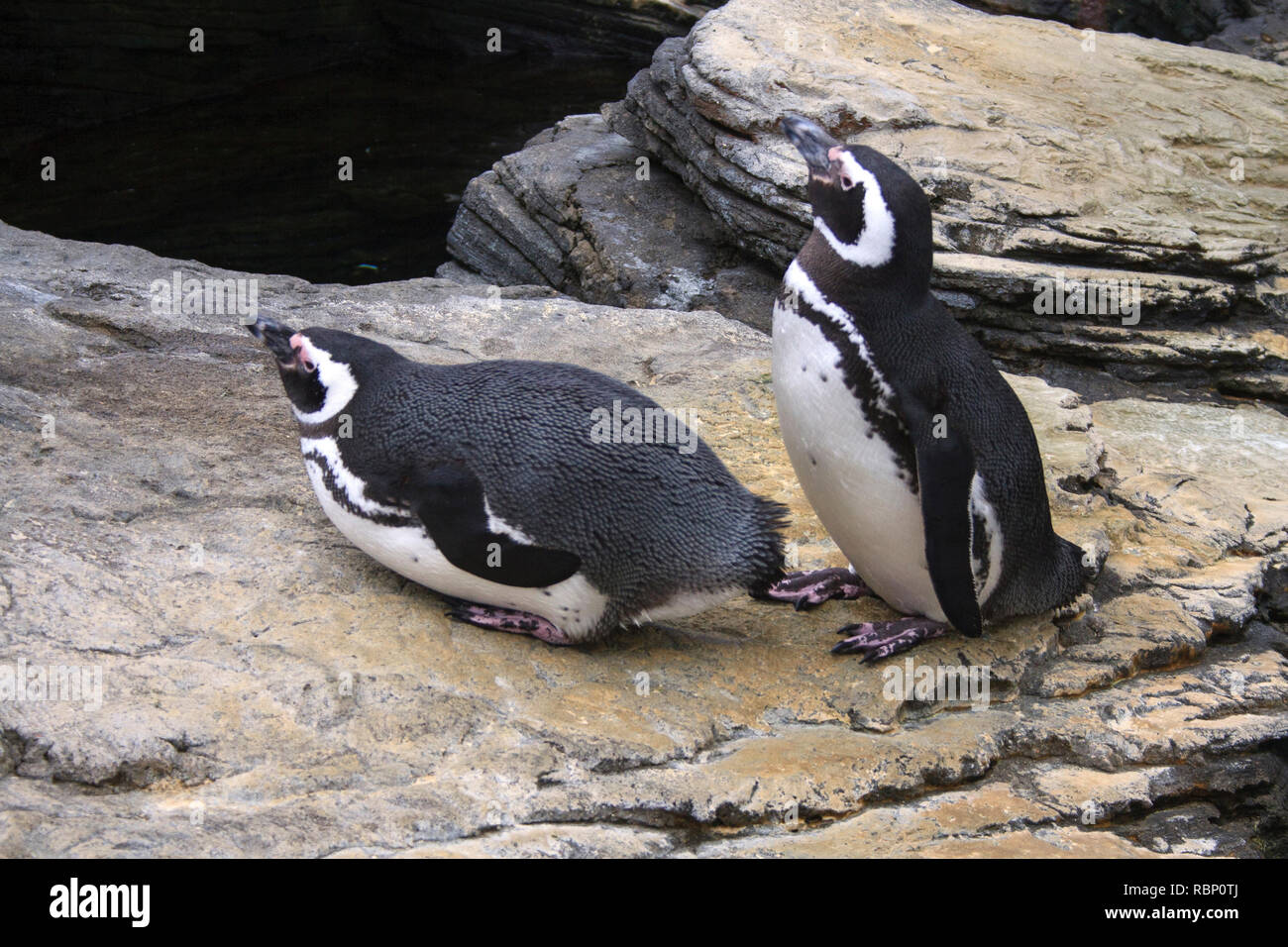 Two penguins and pebble hi-res stock photography and images - Alamy