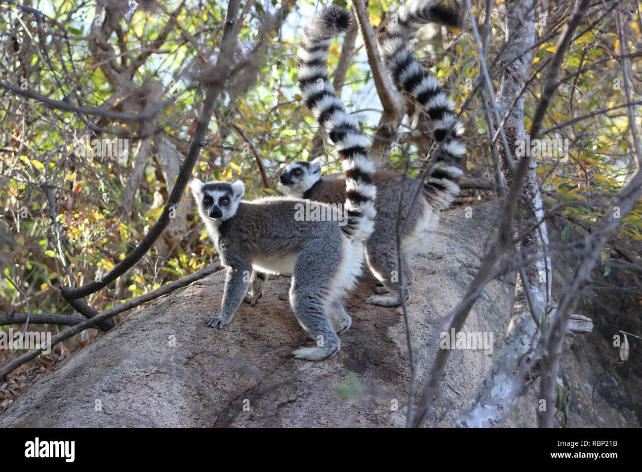 Ring-tailed lemurs at Anja Community Reserve, Madagascar Stock Photo ...