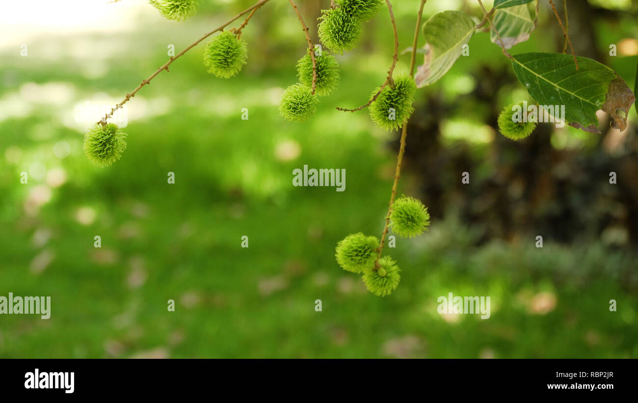 fruits green rambutan on tree. Tropical fruit rambutan fruits Nephelium ...
