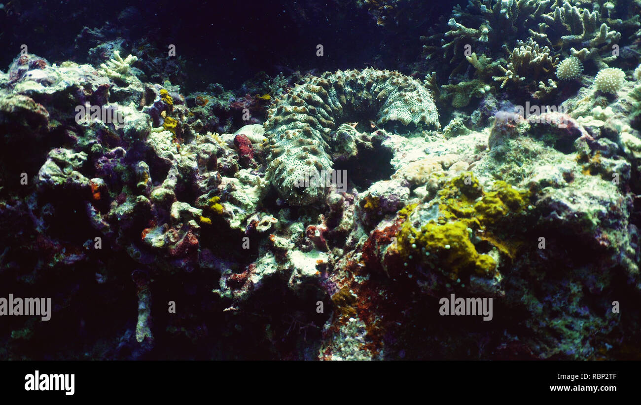 Trepang hi-res stock photography and images - Alamy