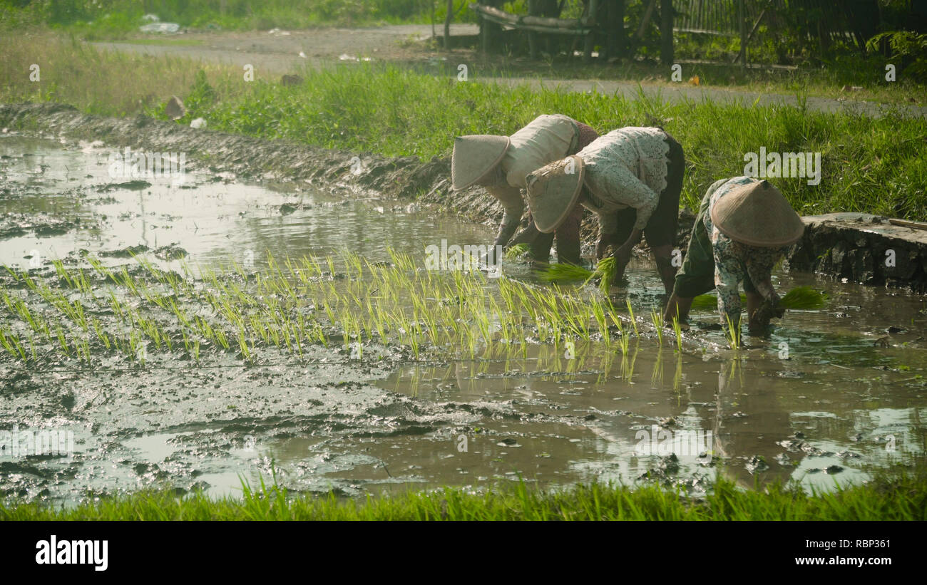 women farmers planting rice while standing in water. asian female ...
