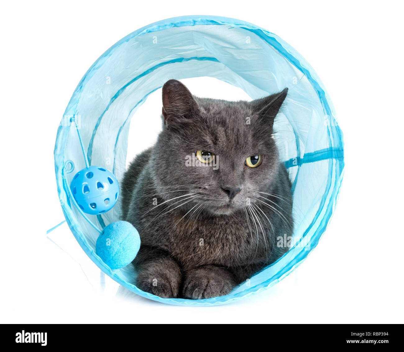Chartreux cat in front of white background Stock Photo - Alamy