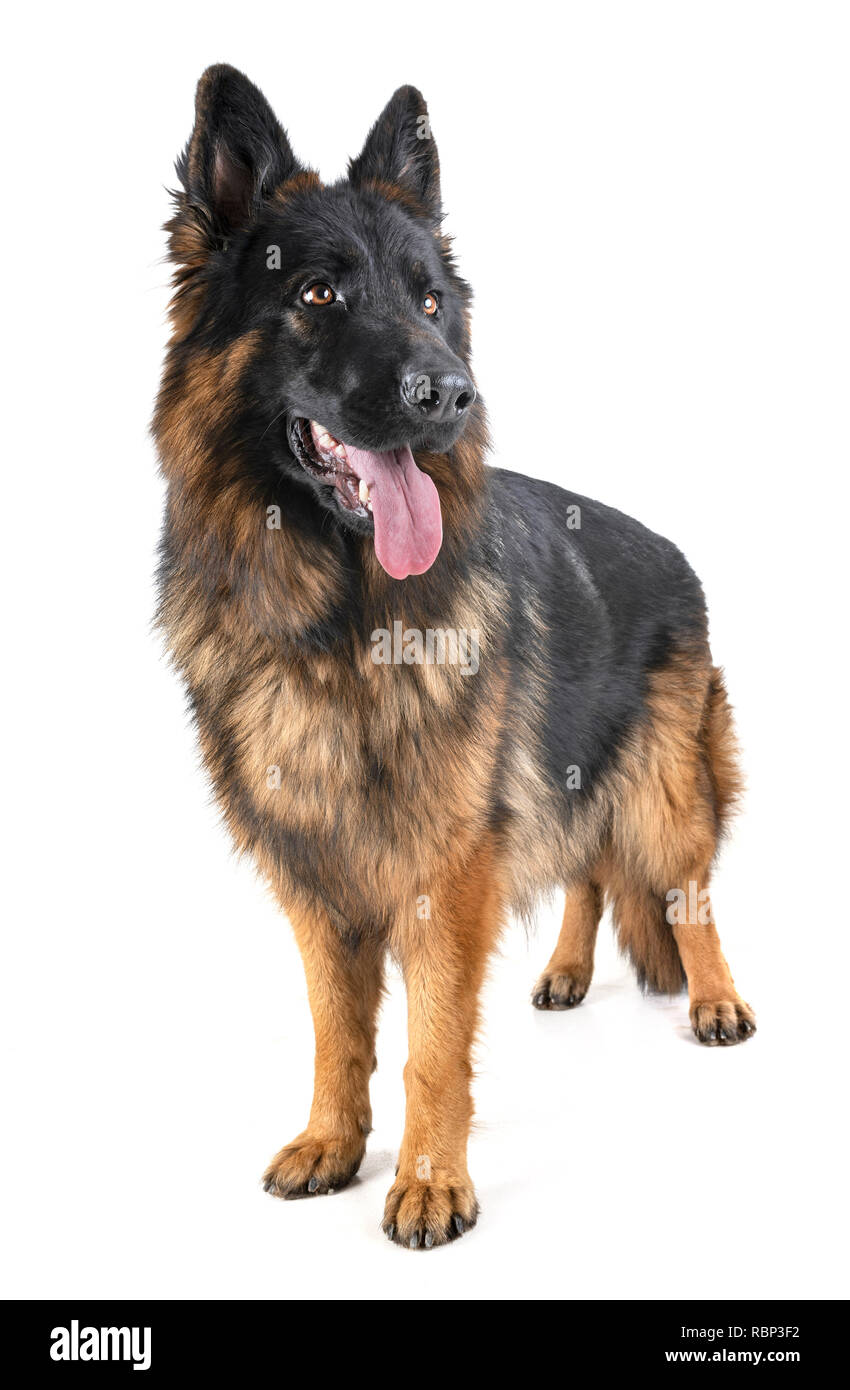 german shepherd in front of white background Stock Photo - Alamy