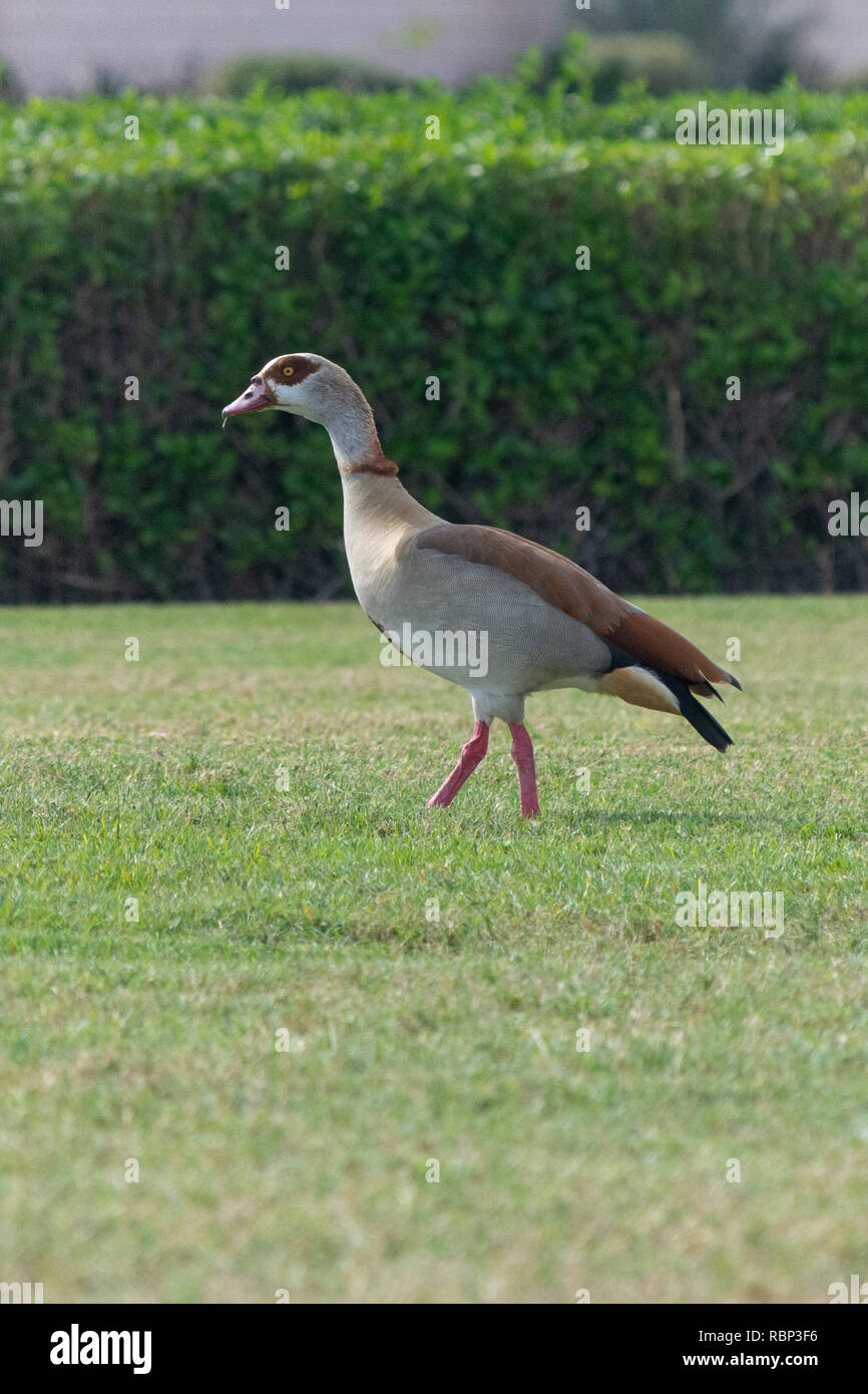 Egyptian feet walking hi-res stock photography and images - Alamy