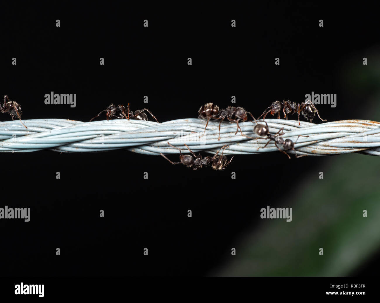 Macro Photography of Group of Black Garden Ants on Nylon Rope Stock ...