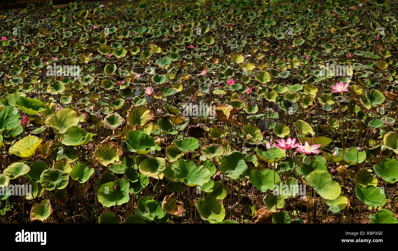 Pink lotus flower plant on lake. Pink lotus flower blooming in river ...