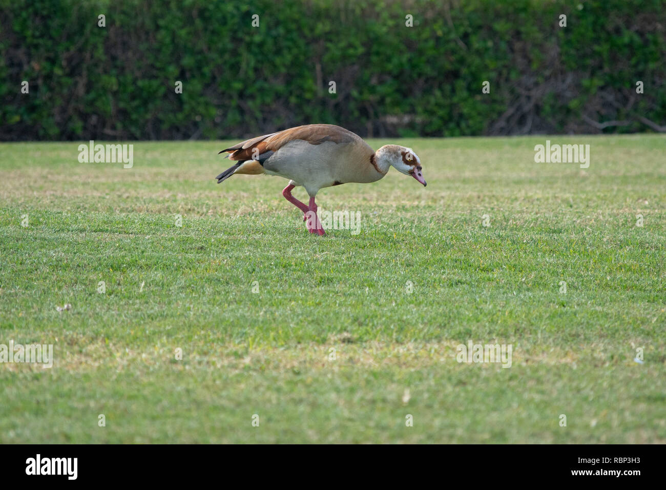 Abu Dhabi Water Park High Resolution Stock Photography and Images - Alamy