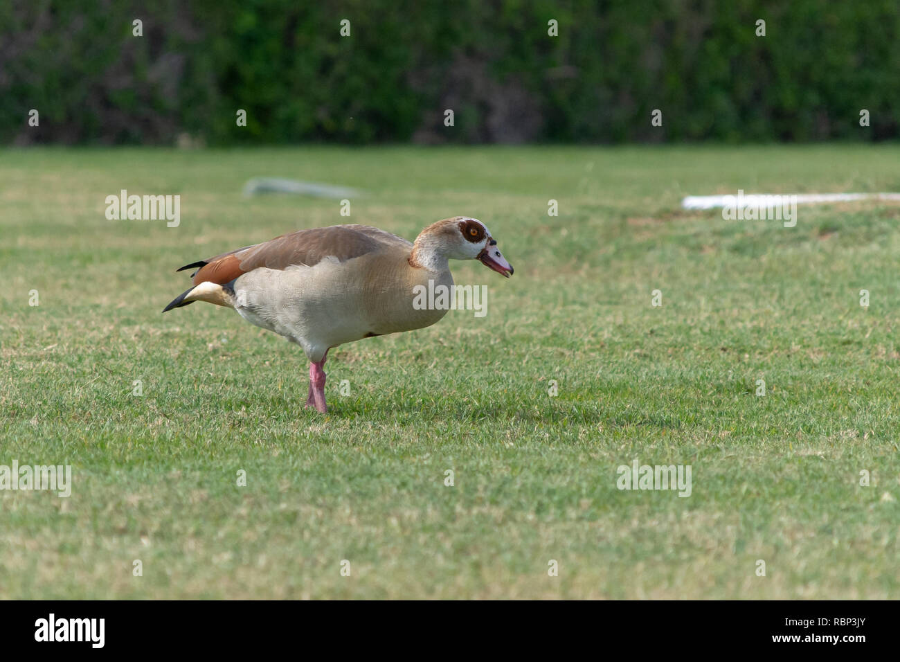 Egyptian feet walking hi-res stock photography and images - Alamy