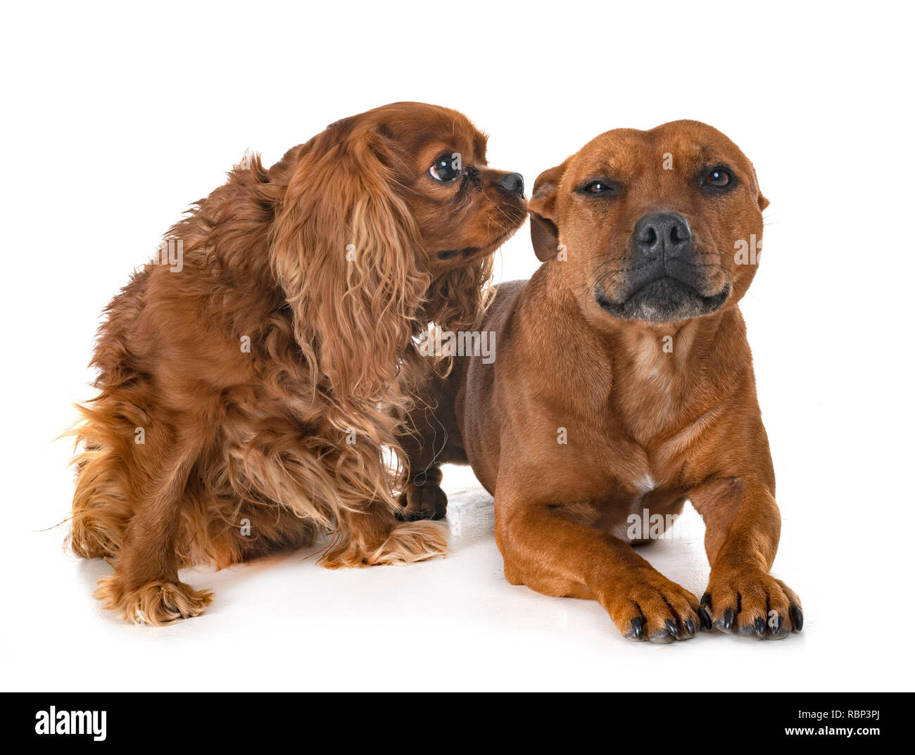 staffordshire bull terrier and cavalier king charles in front of white ...