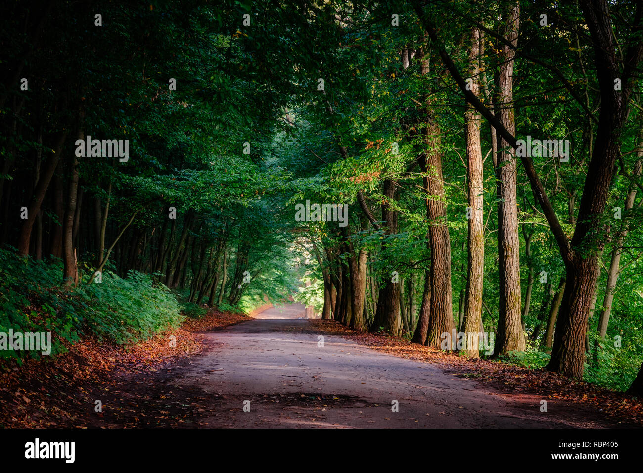 Magical tunnel and pathway through a thick forest with sunlight. The ...