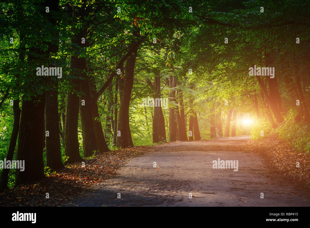 Magical tunnel and pathway through a thick forest glowing by sunlight ...