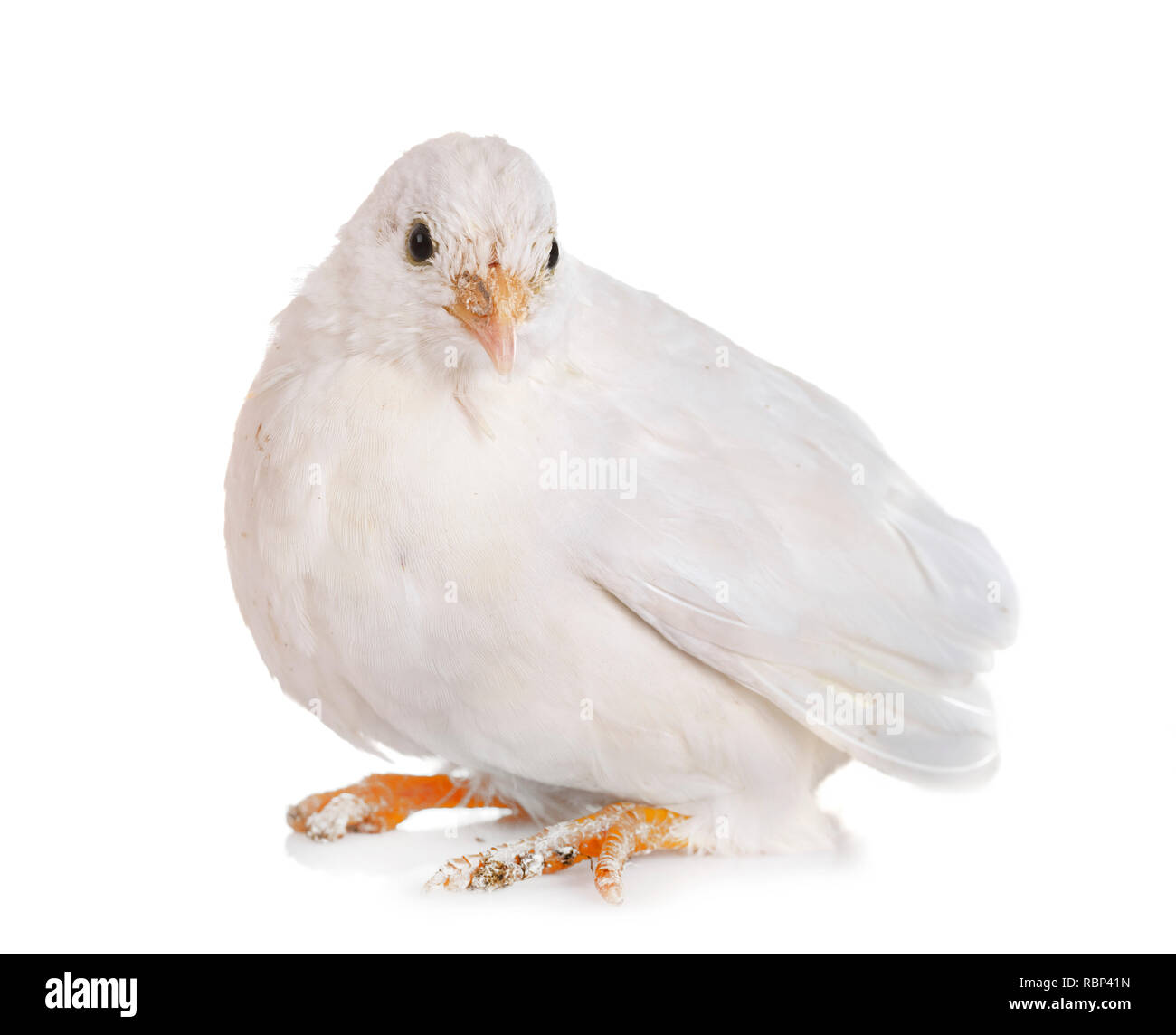 White Quail