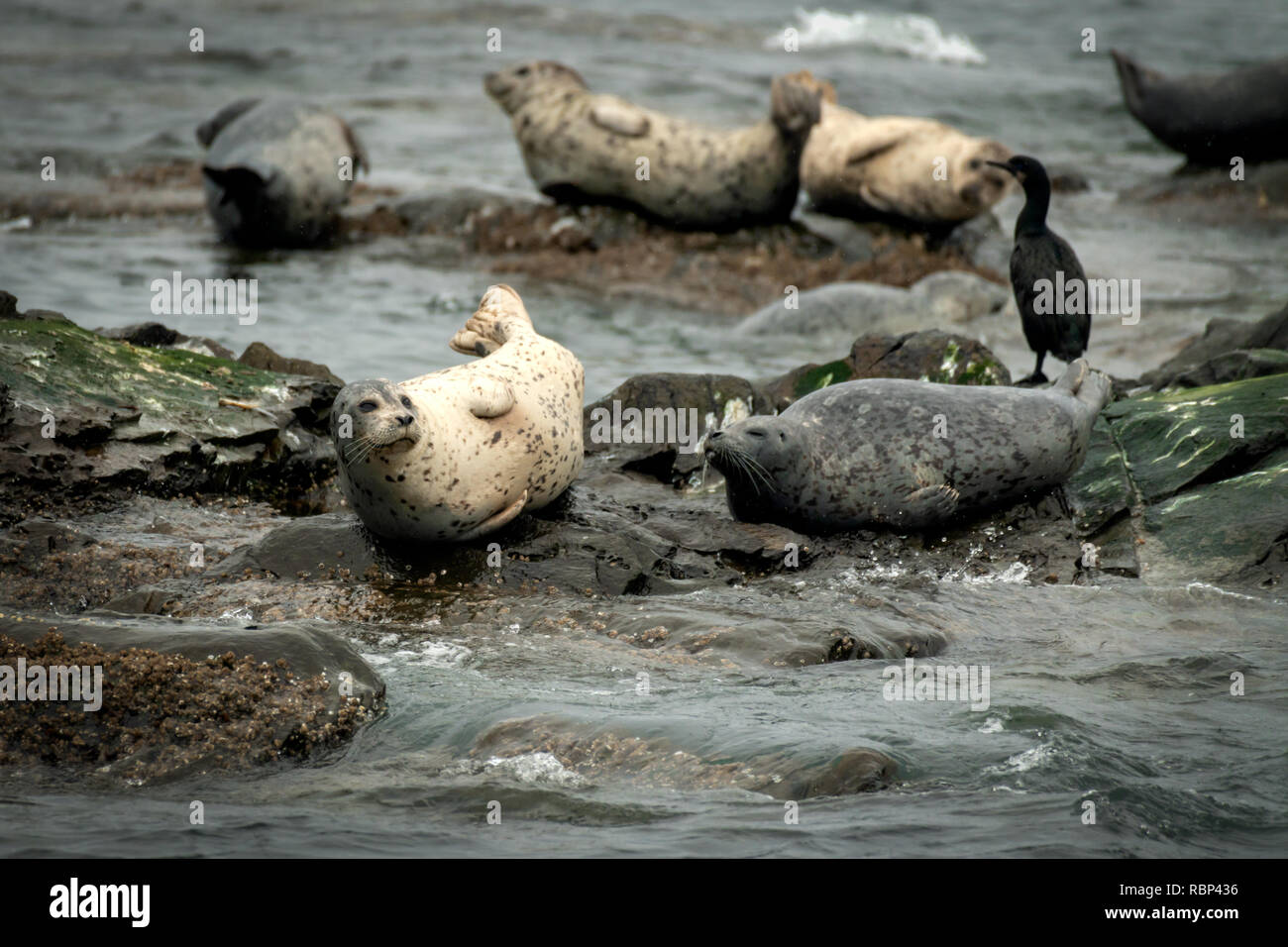 Earless Seal High Resolution Stock Photography and Images - Alamy