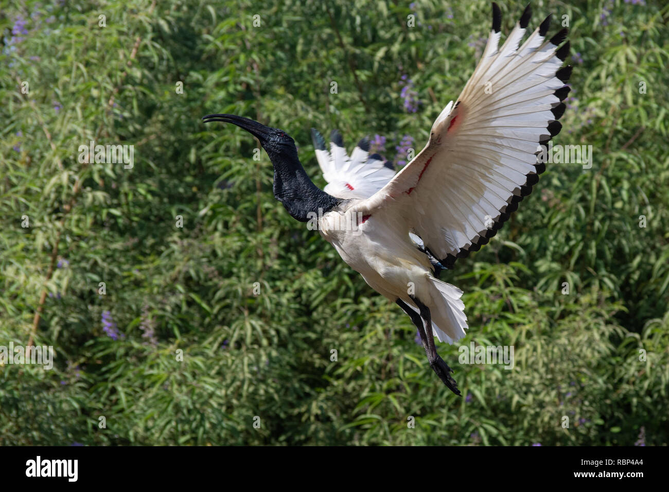 A Sacred Ibis taking off showing off its beautiful white and red wings ...