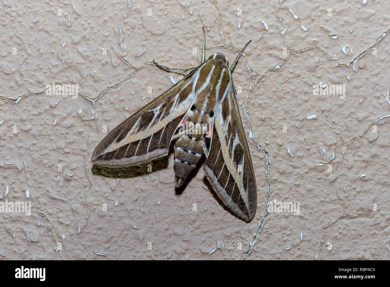 A Silver Striped Hawk Moth or Vine Hawk Moth, rests on a wall ...
