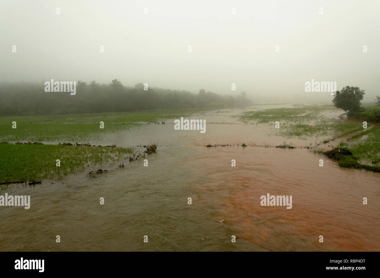 flooded paddy field, Amboli ghat, Sindhudurg, Maharashtra, India, Asia ...