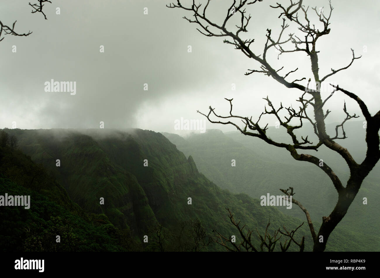 tree at Amba Ghat, Shahuwadi, Kolhapur, Maharashtra, India Asia Stock ...