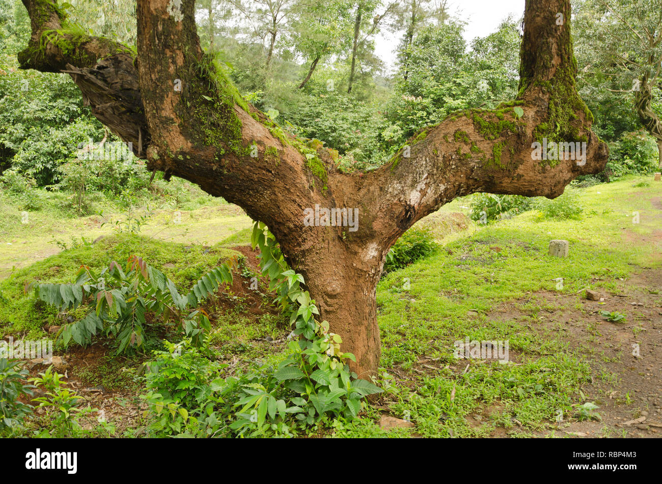 Catapult shaped tree, Amba Ghat, Kolhapur, Maharashtra, India, Asia ...