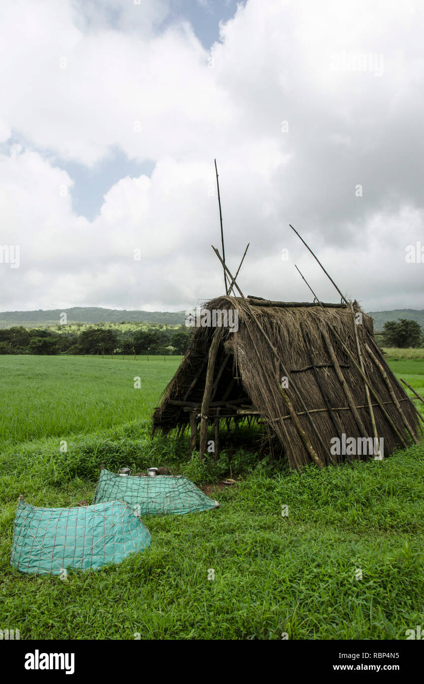 thatched hut in paddy field, sindhudurg, Maharashtra, India, Asia Stock ...