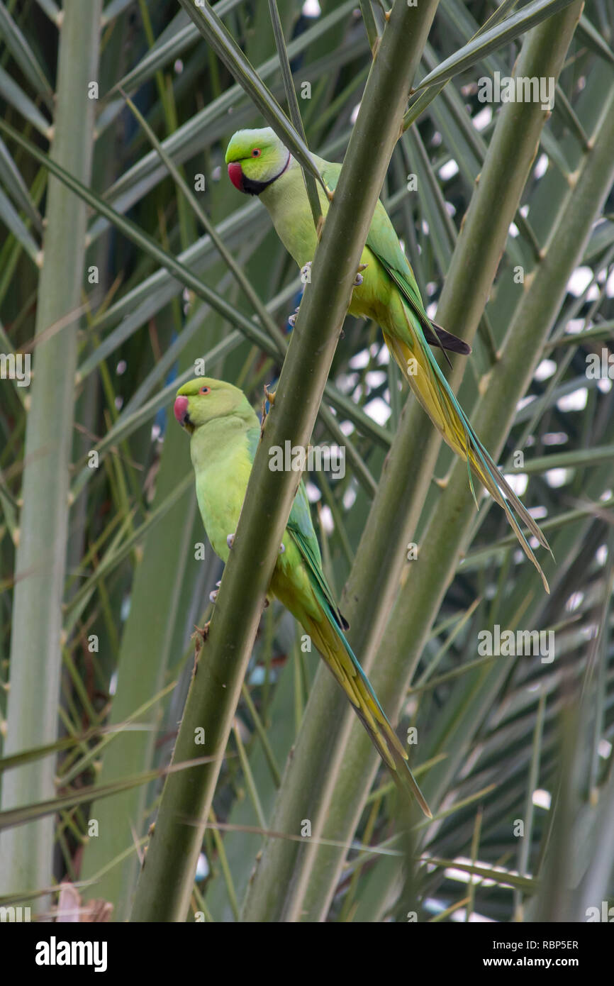 A pair of Rose-Ringed Parakeet in a tree - a male and female in Muscat ...