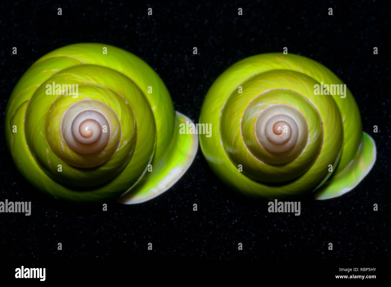 Manus green tree snail hi-res stock photography and images - Alamy