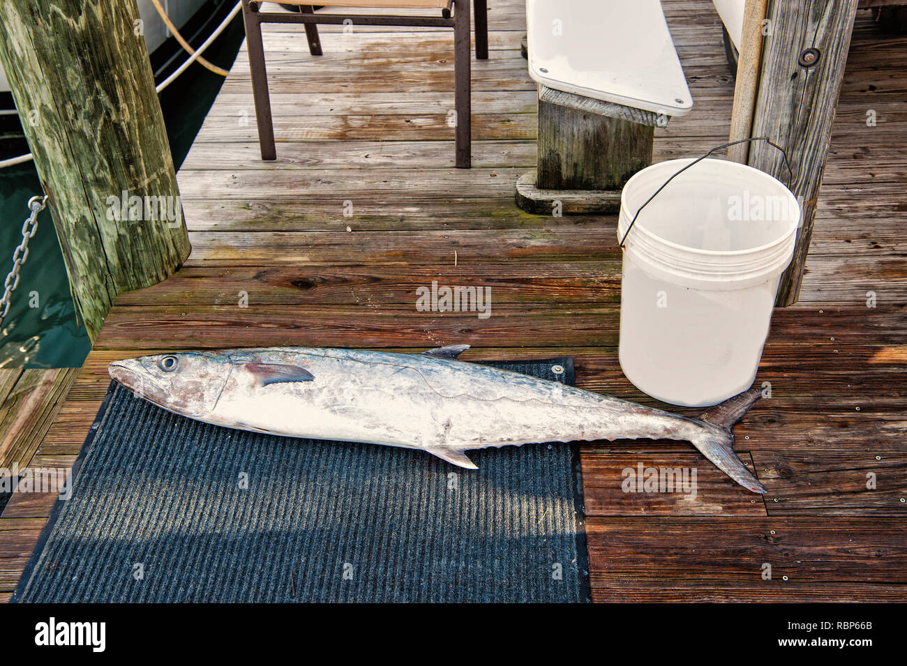 silver fish near white bucket or fishing pail laying on wet wooden dock ...