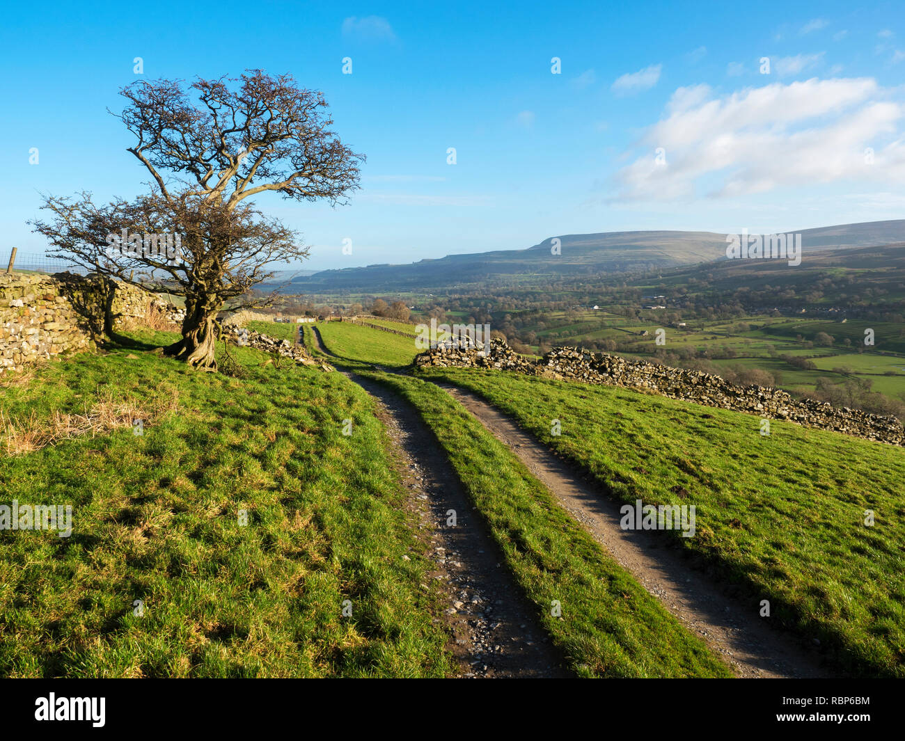 Lone Tree by a track in Bishopdale with Pen Hill in the distnace ...