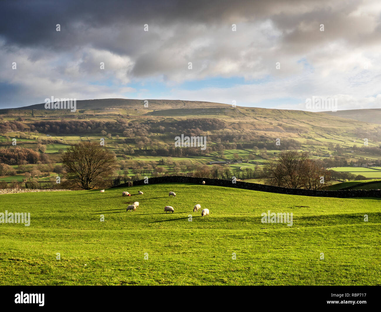 Wensleydale Sheep High Resolution Stock Photography and Images - Alamy