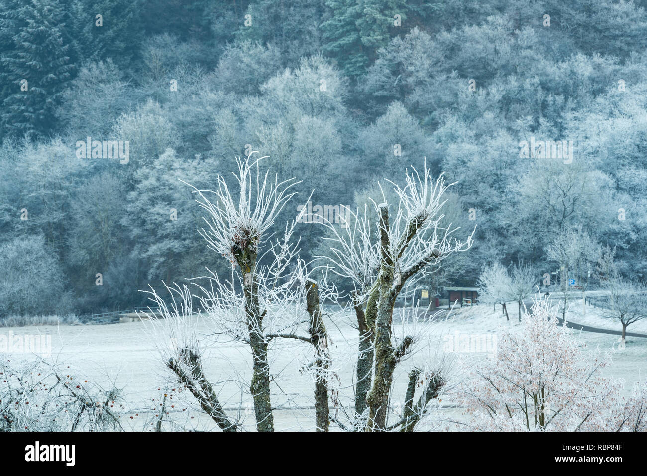 Trees with frost hi-res stock photography and images - Alamy
