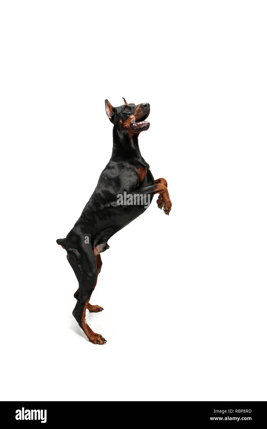 Doberman dog Isolated on white background in studio. The domestic pet ...