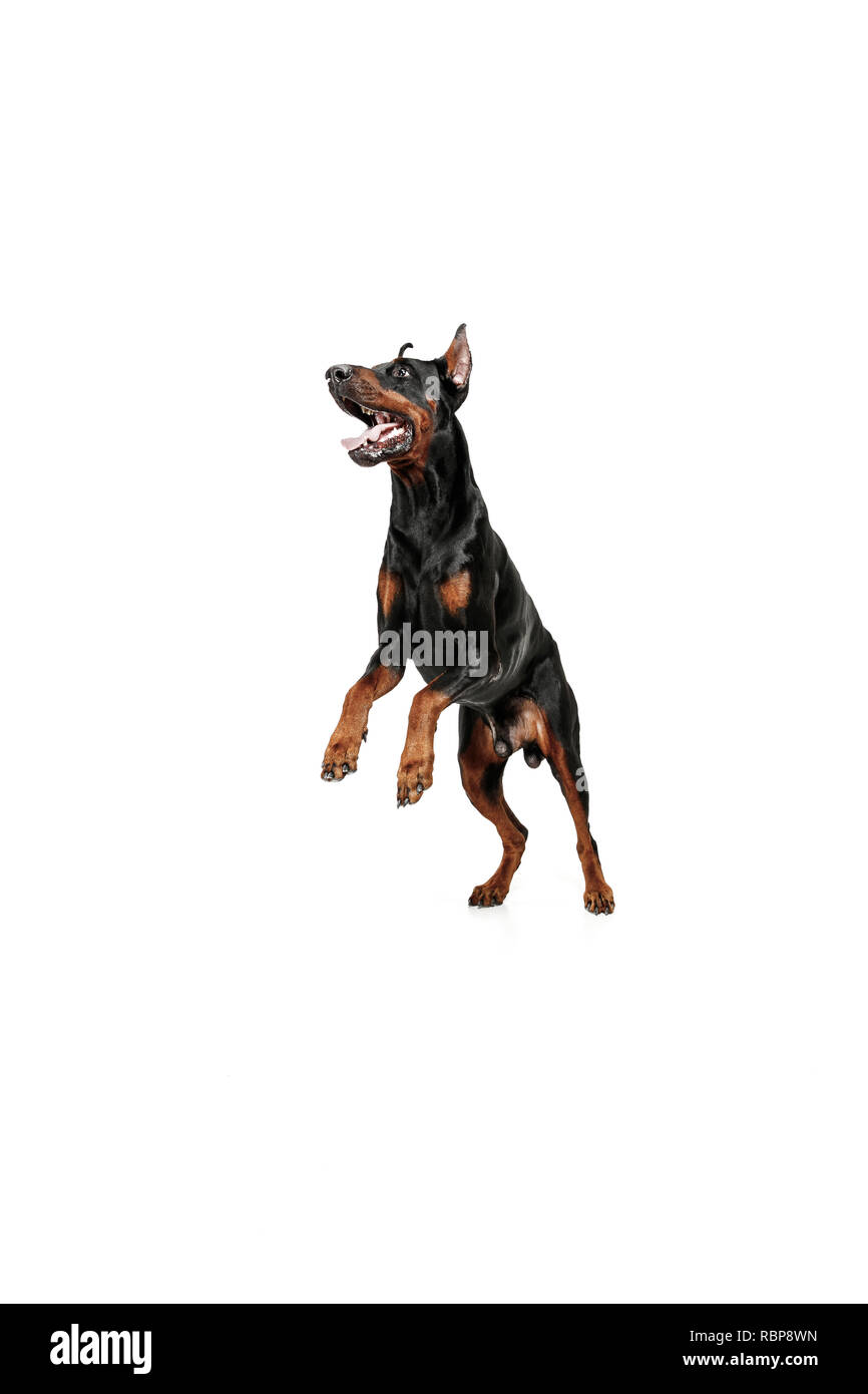 Doberman dog Isolated on white background in studio. The domestic pet ...