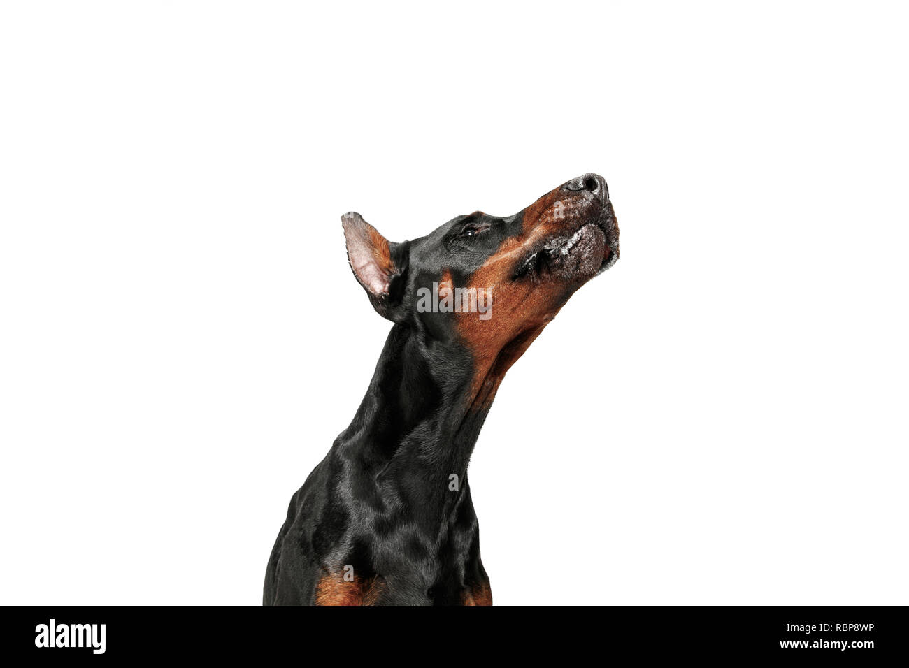 Doberman dog Isolated on white background in studio. The domestic pet ...
