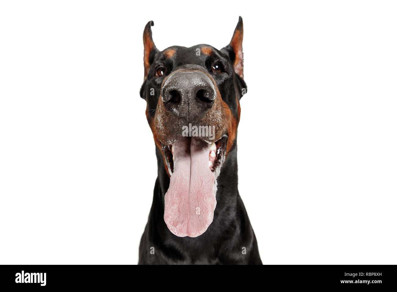 Doberman dog Isolated on white background in studio. The domestic pet ...