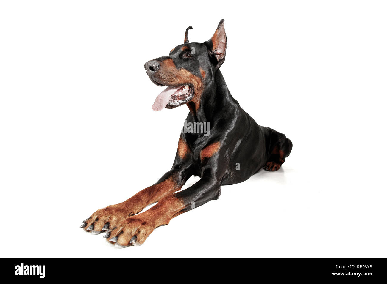 Doberman dog Isolated on white background in studio. The domestic pet ...