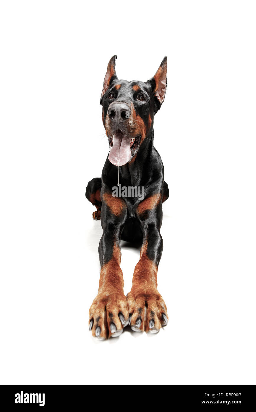 Doberman dog Isolated on white background in studio. The domestic pet ...
