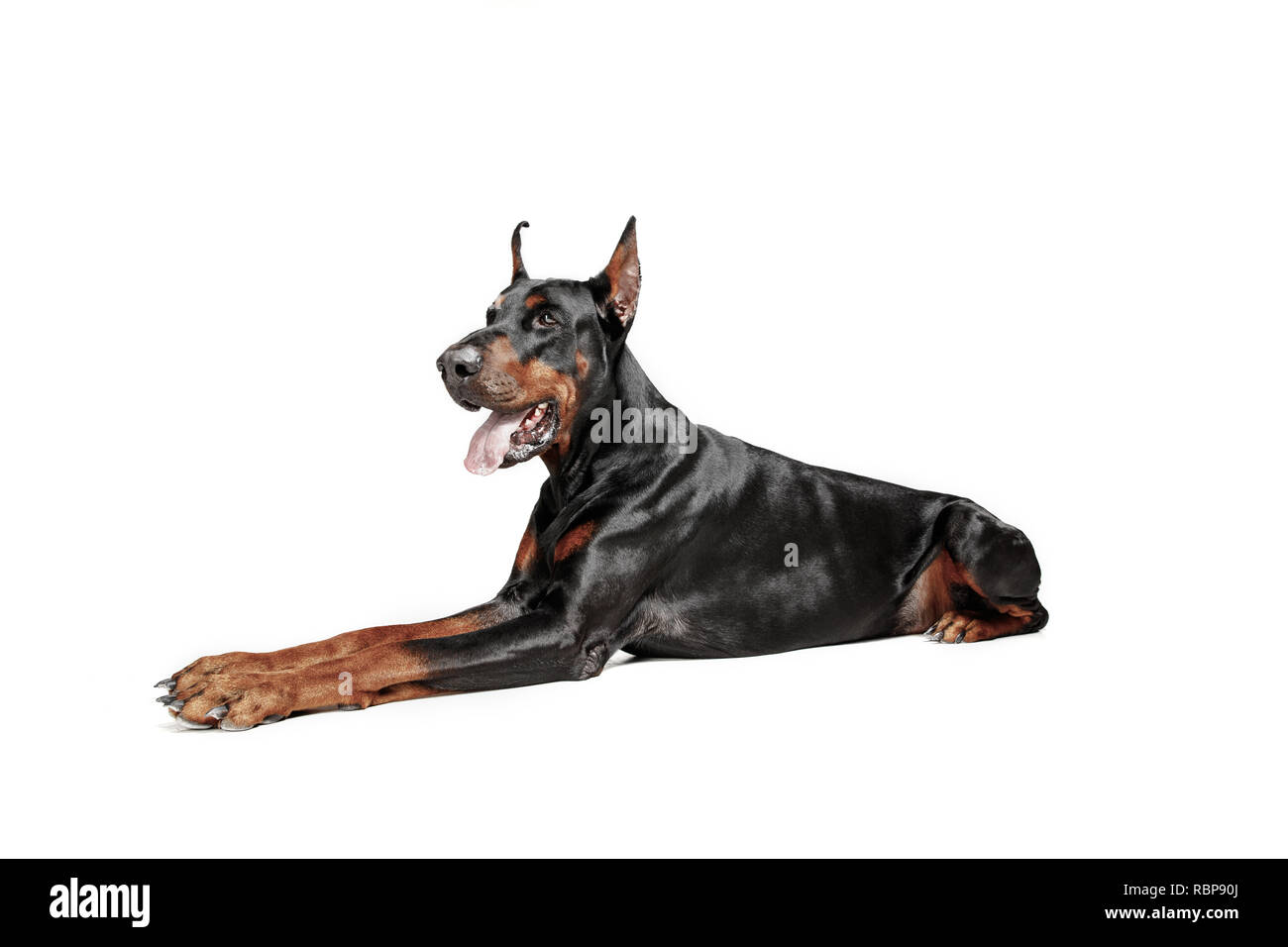 Doberman dog Isolated on white background in studio. The domestic pet ...