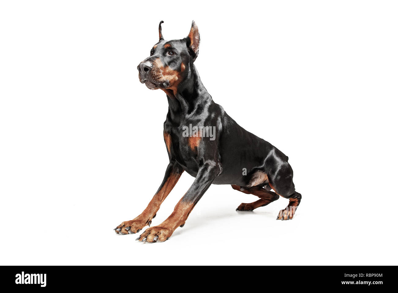Doberman dog Isolated on white background in studio. The domestic pet ...