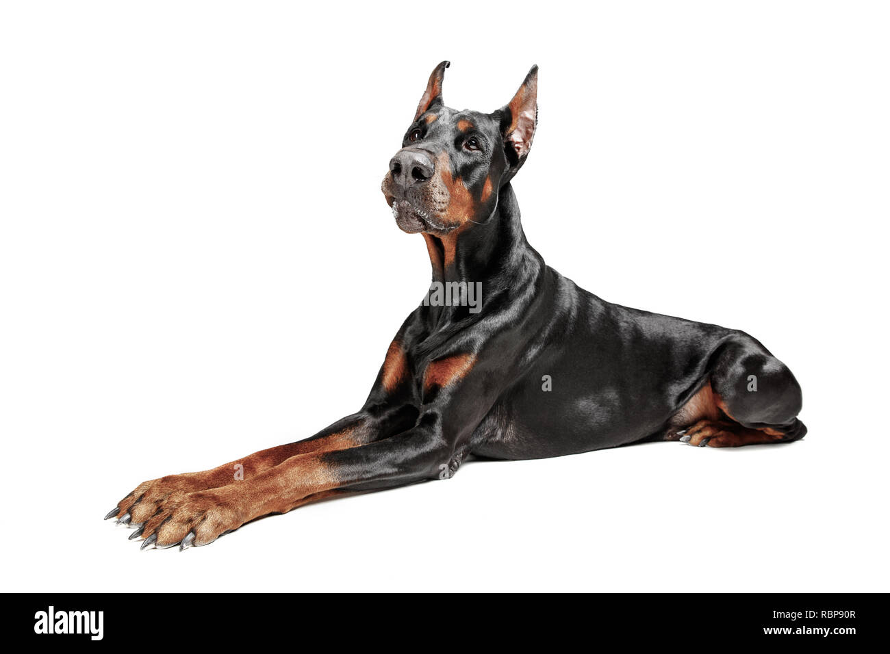Doberman dog Isolated on white background in studio. The domestic pet ...