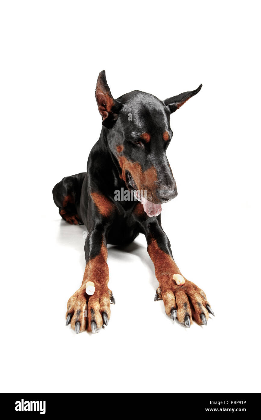 Doberman dog Isolated on white background in studio. The domestic pet ...