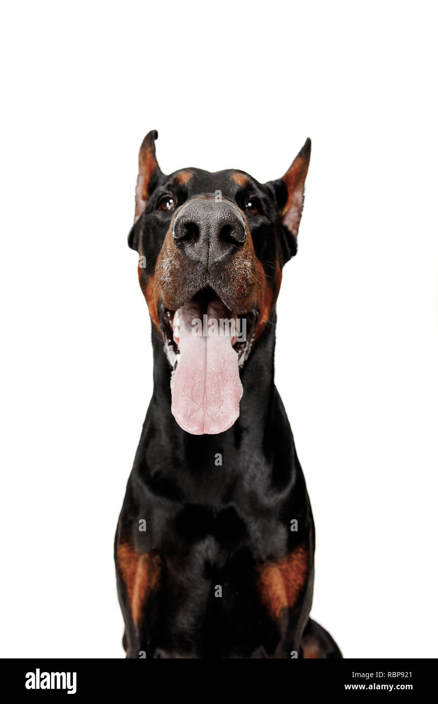 Doberman dog Isolated on white background in studio. The domestic pet ...