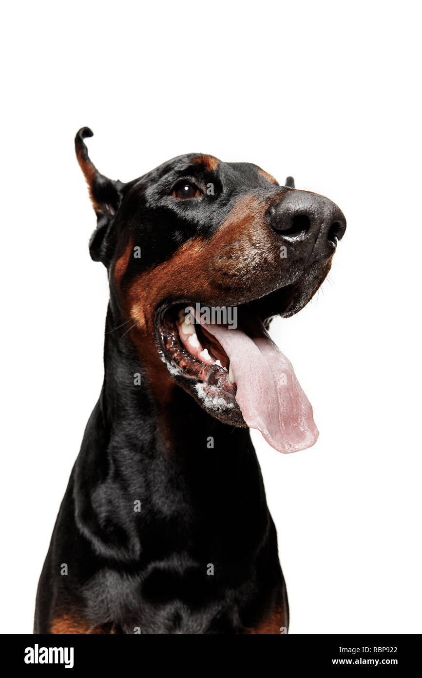 Doberman dog Isolated on white background in studio. The domestic pet ...