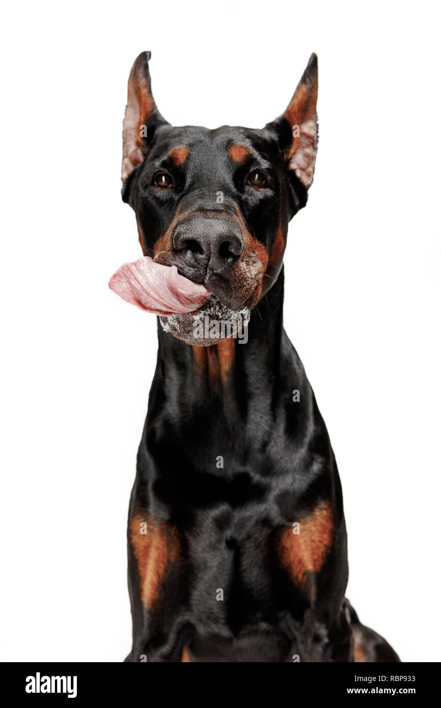 Doberman dog Isolated on white background in studio. The domestic pet ...