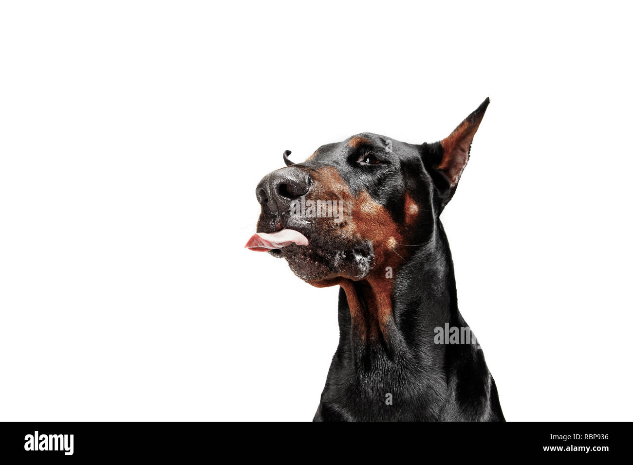 Doberman dog Isolated on white background in studio. The domestic pet ...