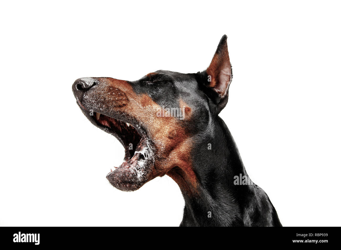 Doberman dog Isolated on white background in studio. The domestic pet ...