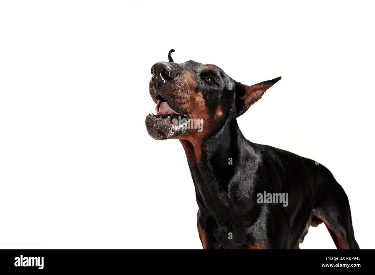 Doberman dog Isolated on white background in studio. The domestic pet ...